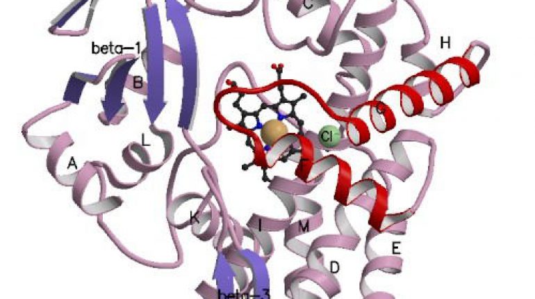Cytochrom P450 - Witaminy i Minerały